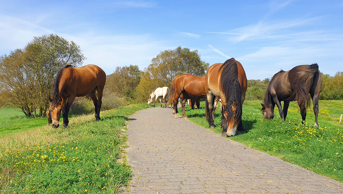 Insel Hiddensee | Reisetipps für Mecklenburg-Vorpommern
